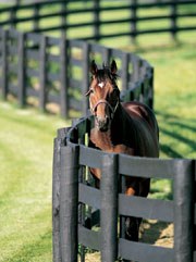 Smart Strike | Canadian Horse Racing Hall of Fame