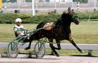 Pacer Staying Together Passes at Age 30 | Canadian Horse Racing Hall of ...