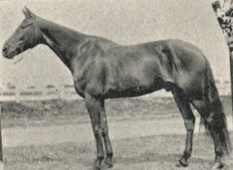 Harold The Horse Wallpaper