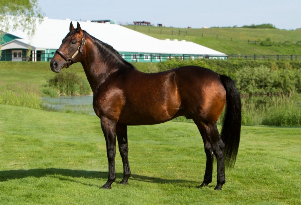 Mach Three | Canadian Horse Racing Hall of Fame
