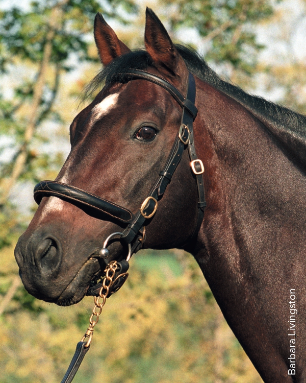 Storm Bird | Canadian Horse Racing Hall of Fame