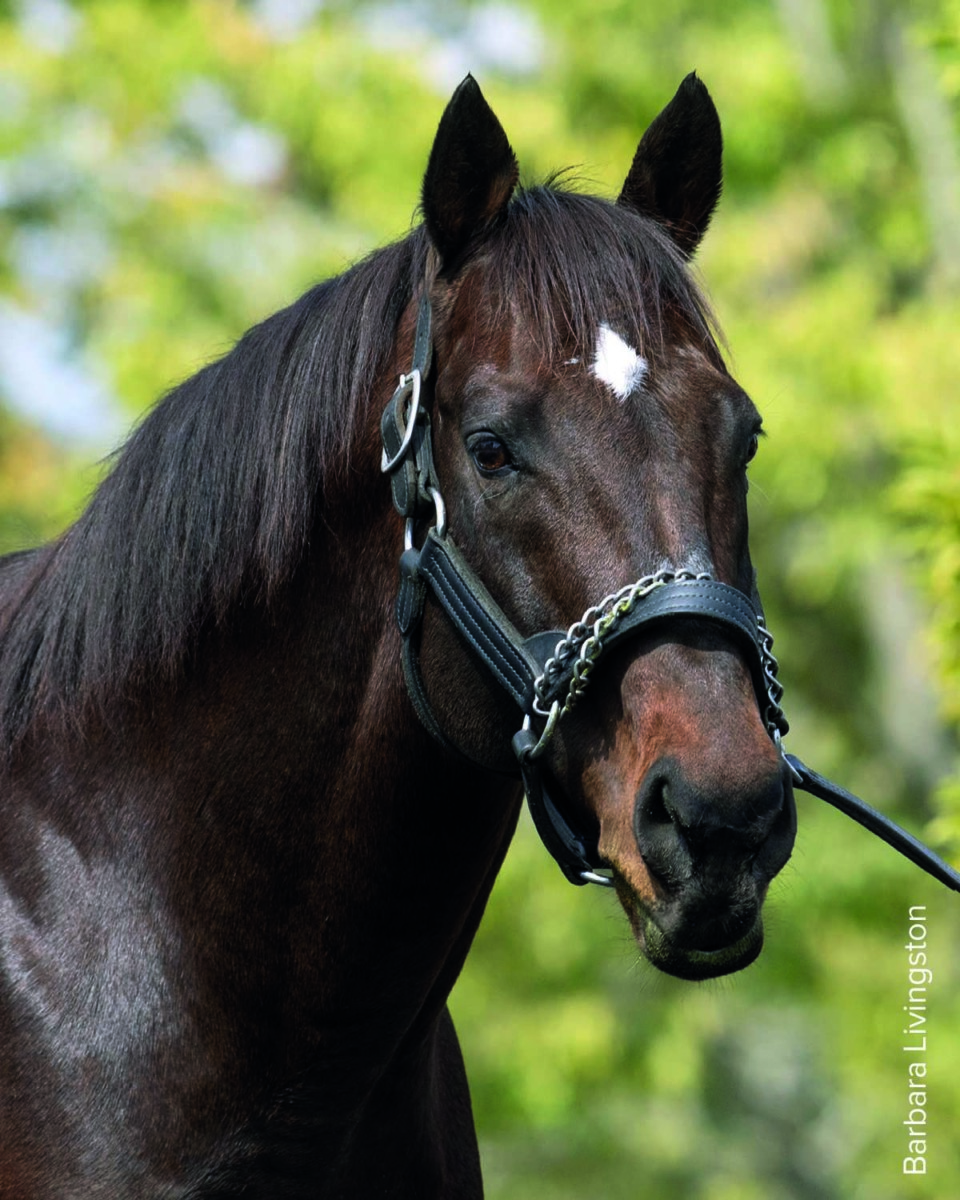 Ghostzapper | Canadian Horse Racing Hall of Fame