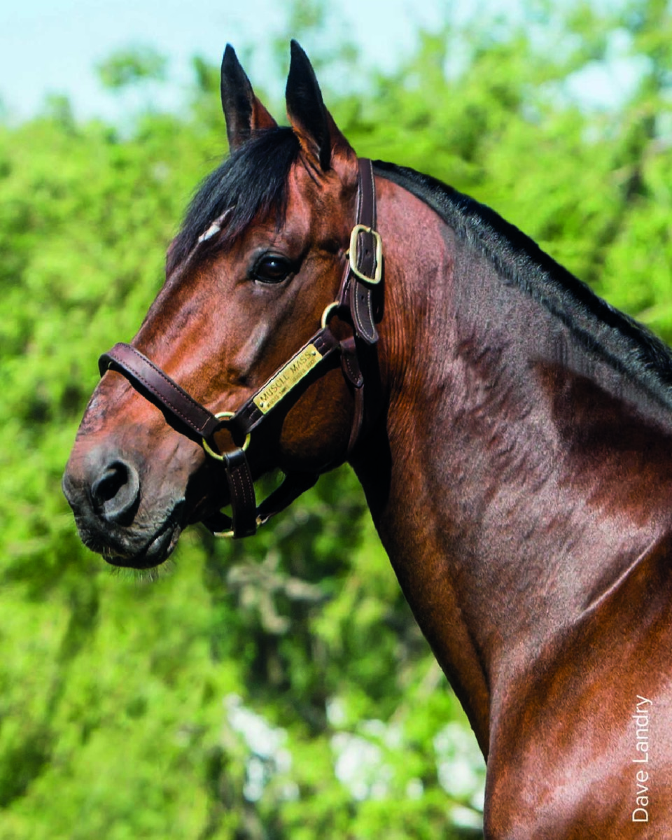 Muscle Mass | Canadian Horse Racing Hall of Fame